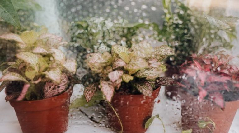 23 Genius Ways to Keep Dust Out of Your Home (That Actually Work ...