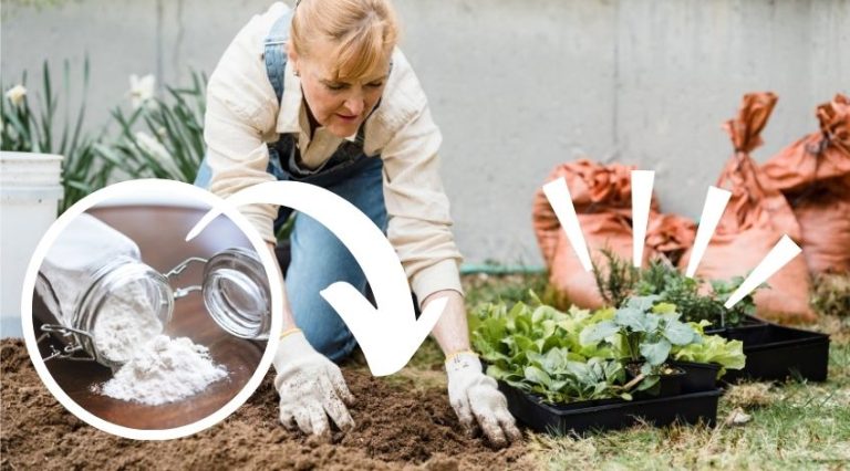 6 Surprising Uses For Baking Soda In Your Garden (you’ll love #4) - Check Appliance